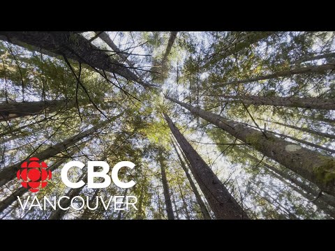 B.C.'s carbon credit market grows