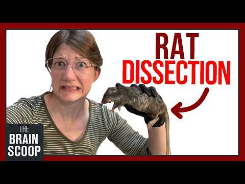 Rat Dissection: The Cutest Parts Are on the Outside