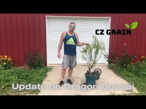 Dragon Willow Bonsai Update. CZ Grain Bonsai. Link to Buy Tree in Description