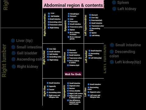 Abdominal region & contents || Abdominal region || #short #shorrs #trendingshorts #anatomy