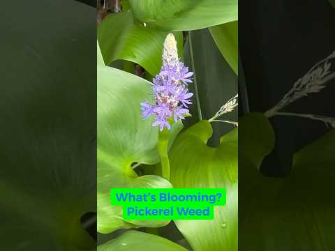 What’s Blooming? It’s Pickerel Weed (Pontederia cordata) #nativeplants #blooms #flowers #pollinators