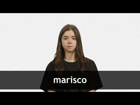 English Translation of “MARISCO” | Collins Spanish-English Dictionary