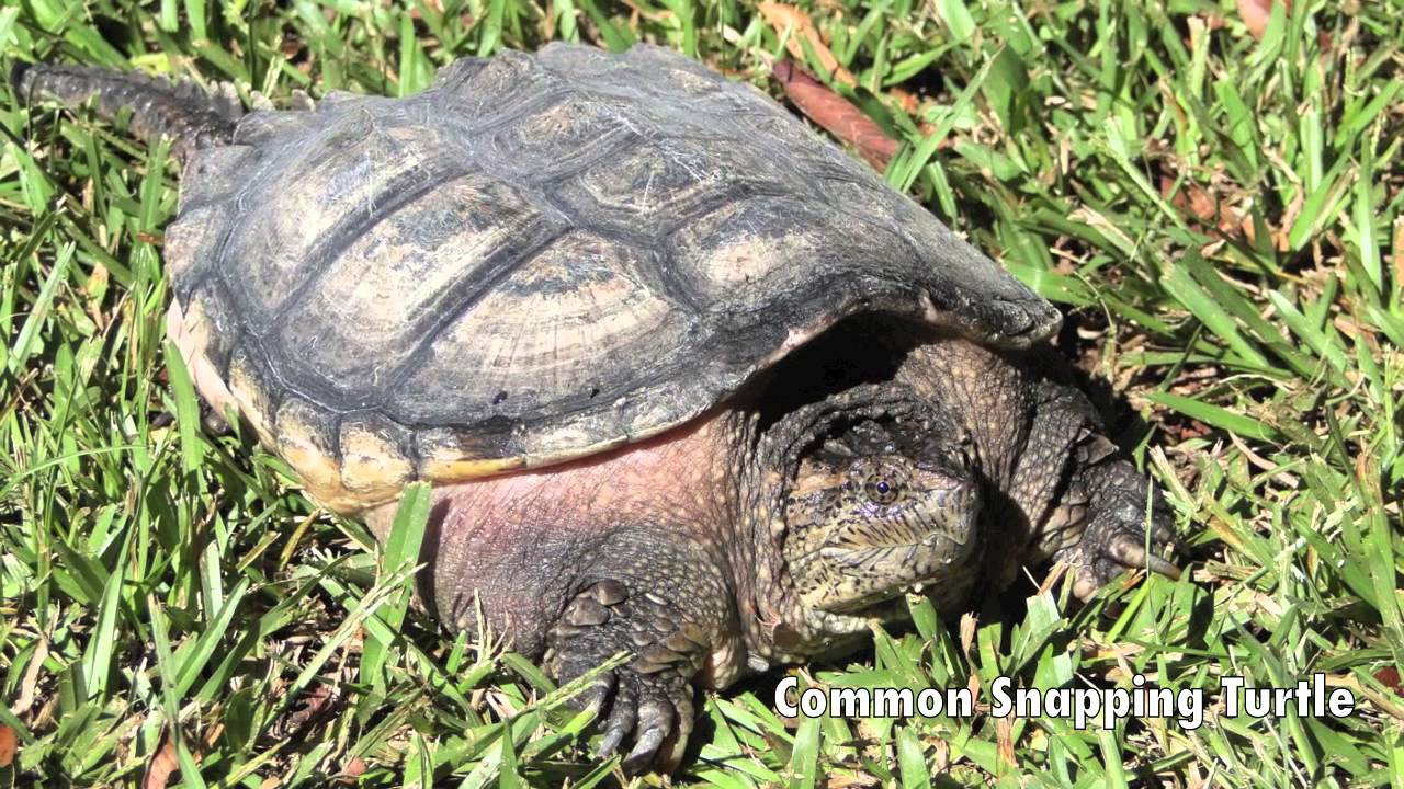 Alligator Snapping Turtle Identification