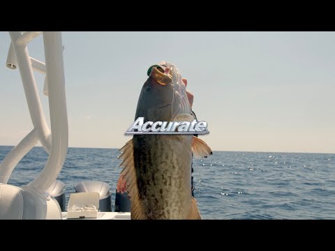 Palm-Sized Power: Accurate Tern 400 Reel Handles BIG Grouper!