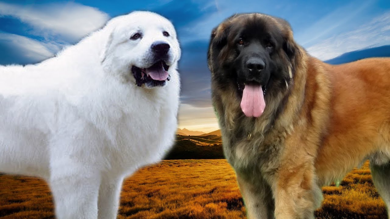 Great Pyrenees vs Leonberger   Highlights
