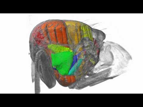Live 3-D X-ray video of a fly’s muscles in mid-flight | Inspiring Science