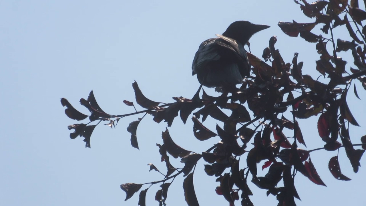 Crow on a light branch