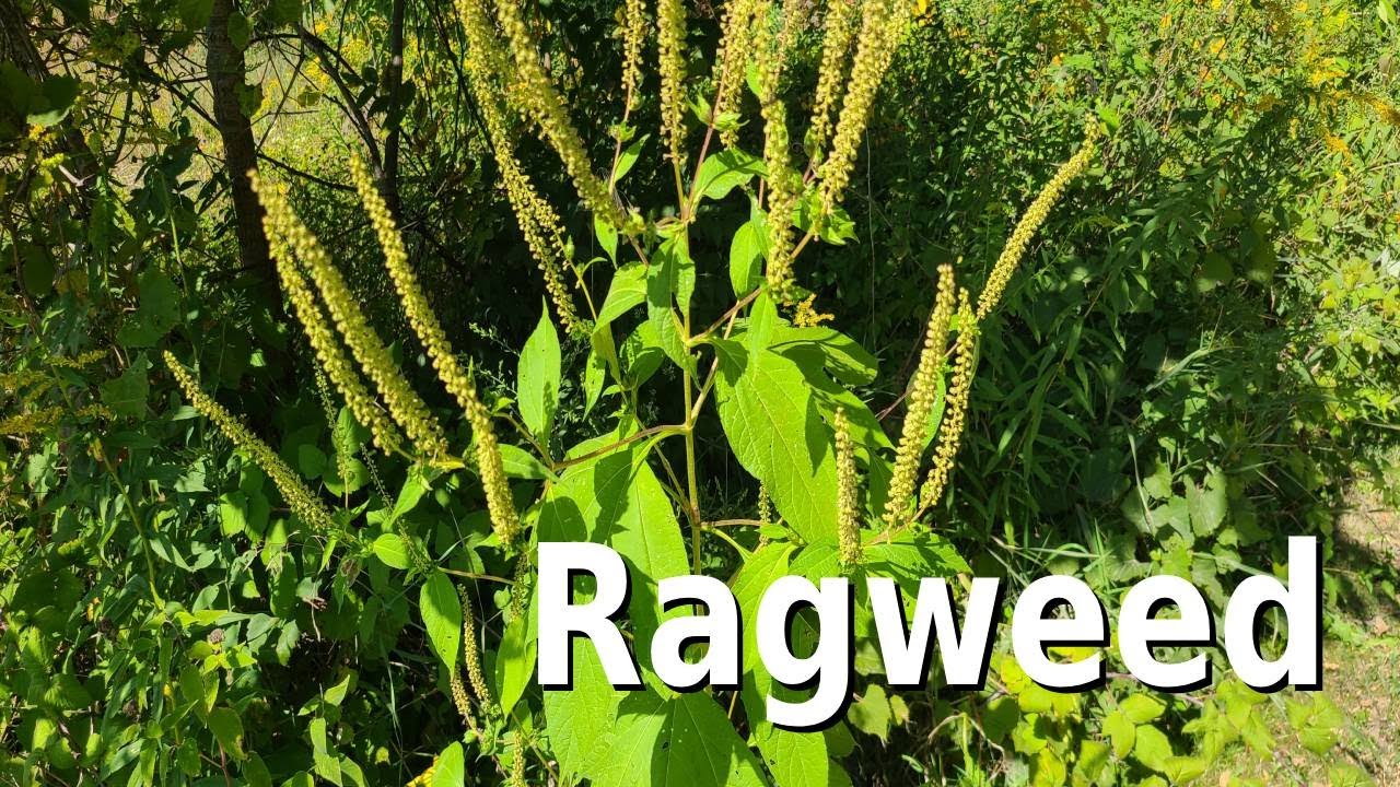 Ragweed is the Culprit Behind Hay Fever