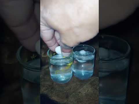 How to check for fertile and infertile egg