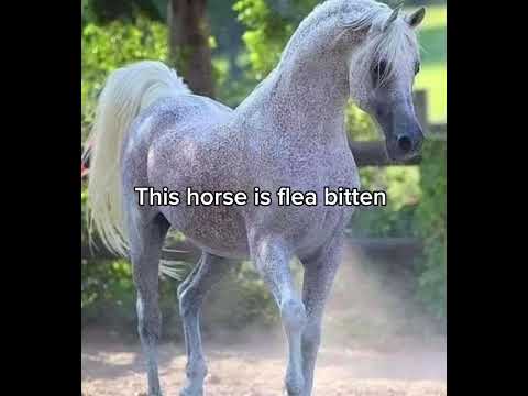 Let’s Confuse The Non Equestrians Part 3 (Also Hard Edition)