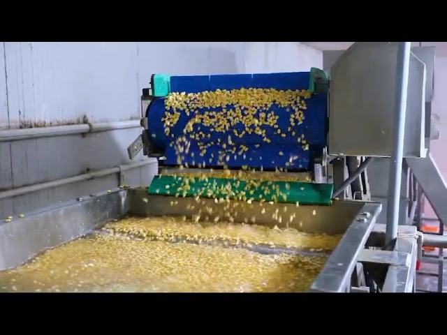 Sweet Corn Processing Plant - Sweet Corn Processing Plant 2 ton/hr ...