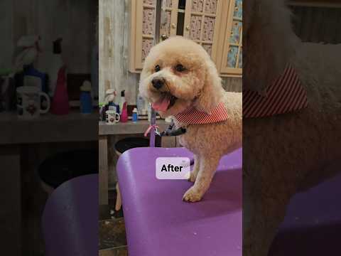 Bichon-Poodle before & after grooming