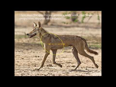 WILDLIFE TRACKING - Identifying Animal Gaits