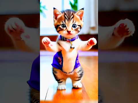Funny Cat Dance ???? | #cat #catvideos #funny #dancingcat #shorts #cuteanimal #006