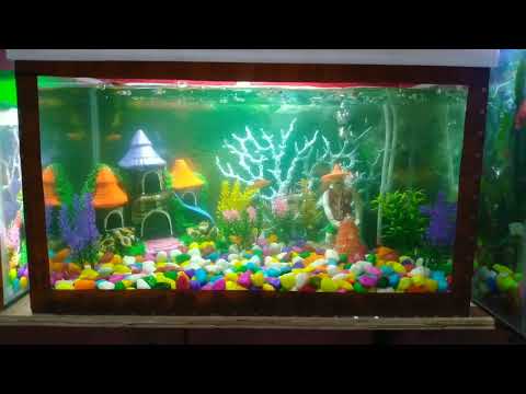 1.6 ft Aquarium Setup/ Aquarium decoration ideas/Beautiful Aquarium Decoration