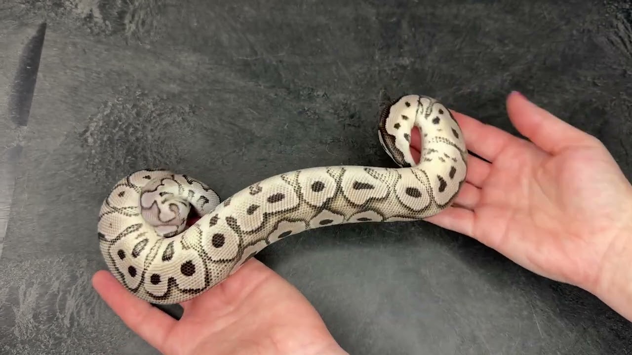 Pastel VPI Axanthic Clown Ball Python - 2023.20-2