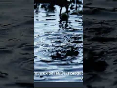 Why is nitrous oxide (N2O) produced in wastewater treatment plants? (s)