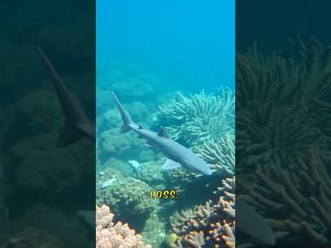 Amazing Facts Of The Blacktip Reef Shark