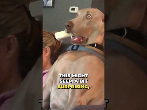 Help! My Dog Isn't Eating