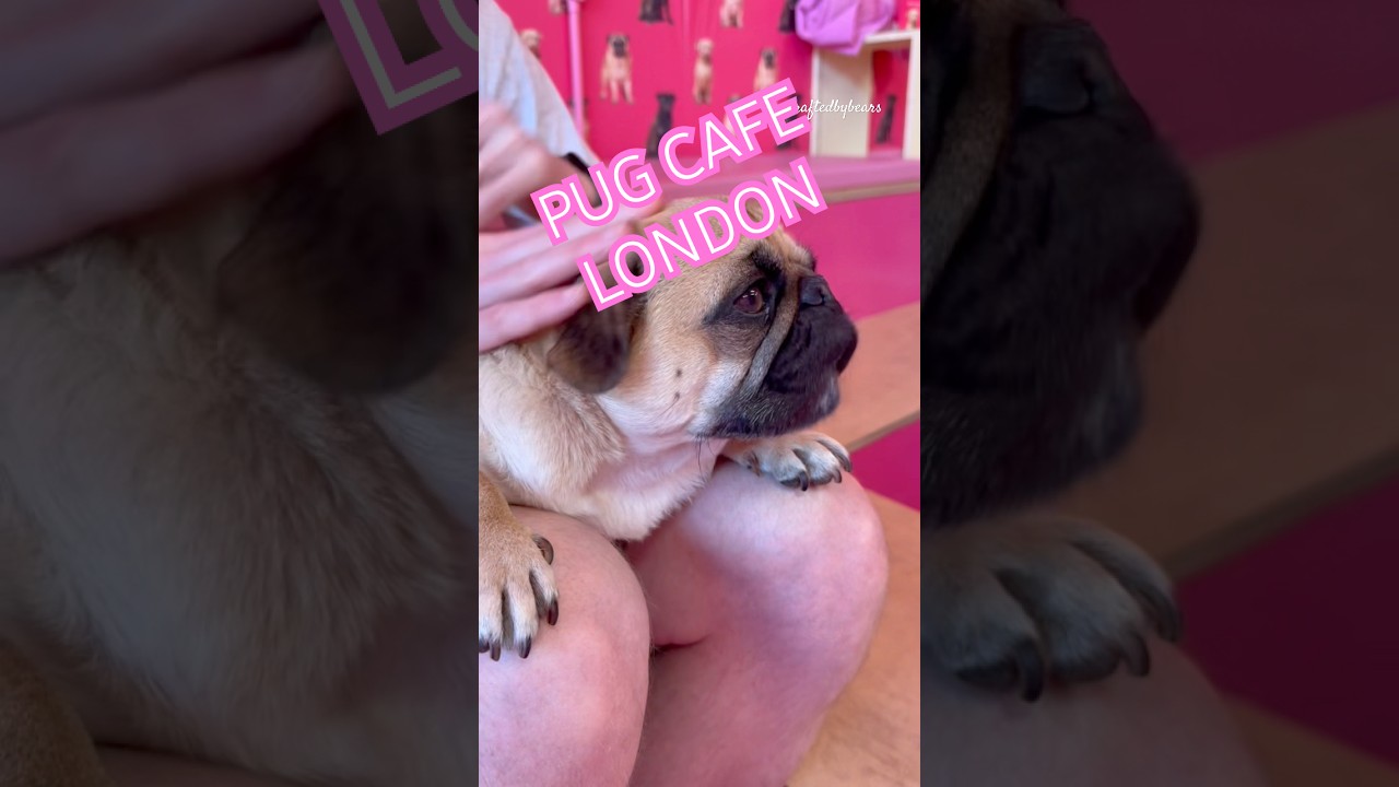 Pug Cafe London #pug #puglife #pugs #dogs #london #daysoutwithkids #visitlondon #londonlife #cutedog