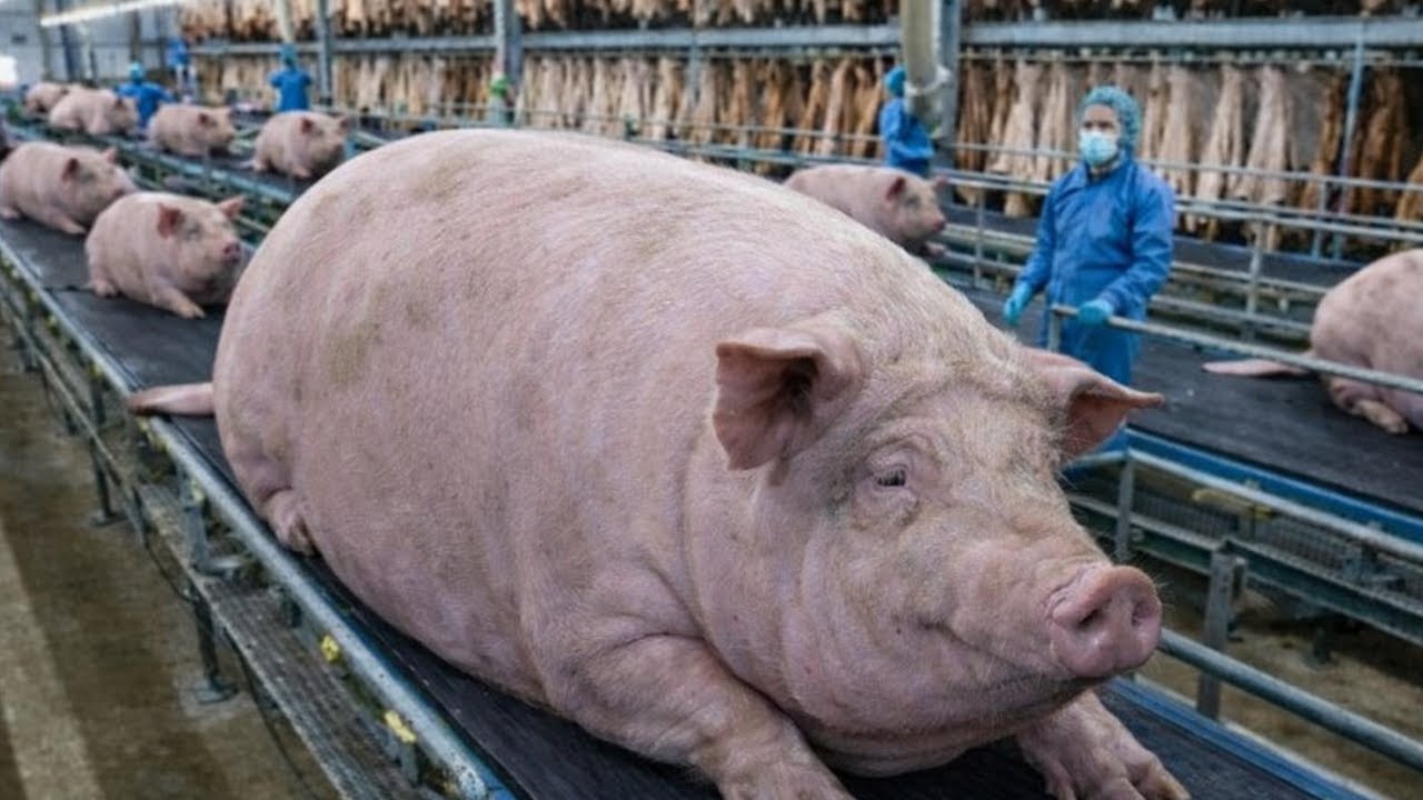 Inside a pig breeding factory | How Landrace pigs breed | Production process (The entire process)