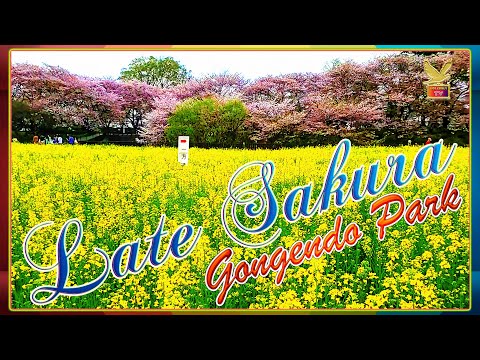 Late Sakura (GONGENDO PARK) Saitama, Japan