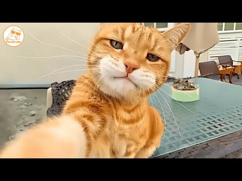 Funny ANIMALS Videos π€£ Hilarious Cats & Dogs Doing the Funniest Things! πΎπ Part 27