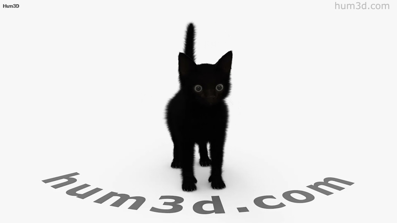 Black Kitten 3D model by 3DModels.org