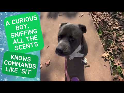 MEET HAZE AT KC PET PROJECT