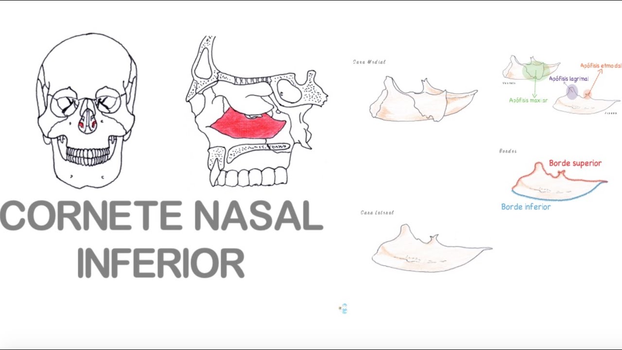 Cornete Nasal Inferior