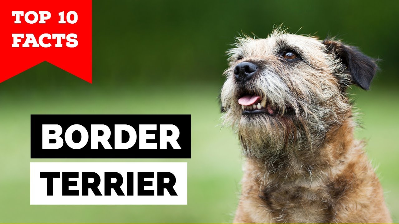 Border Terrier - Top 10 Facts