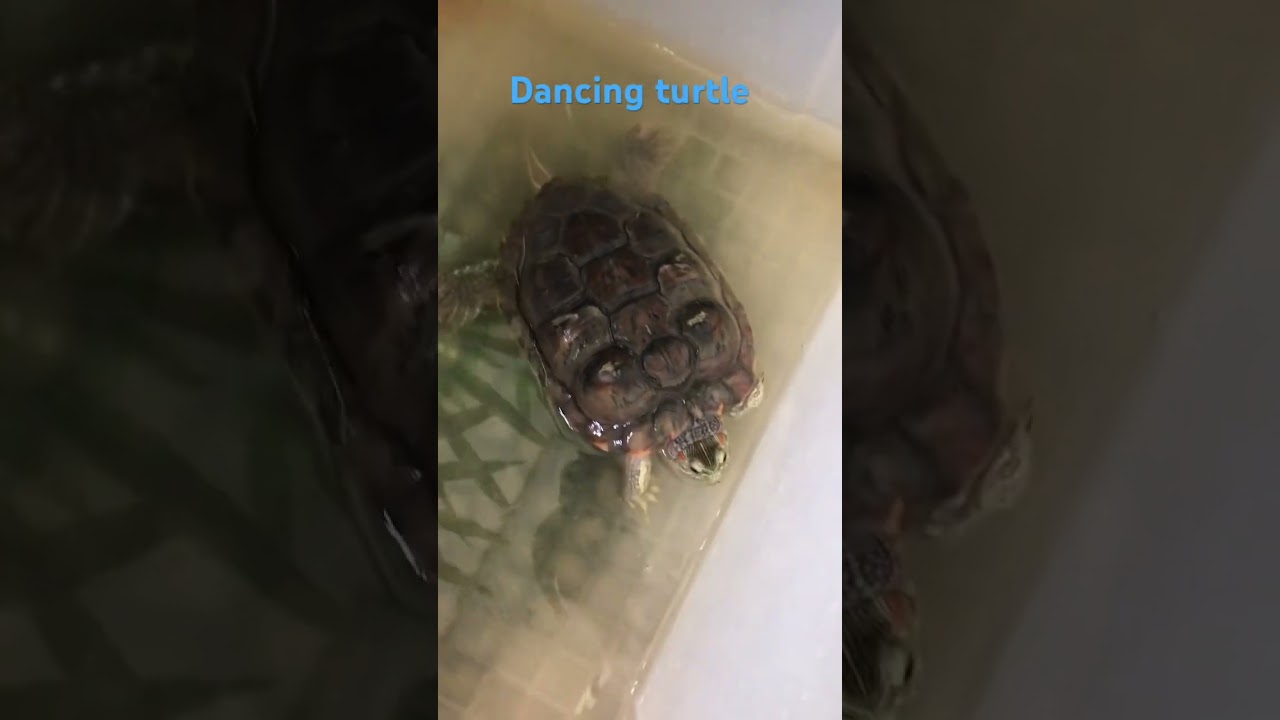 Dancing turtle