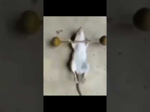 Me working out #funny #viral #memes #mouse #fyp #workingout #gym