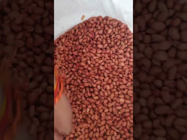 Peanut Seed - yer fistik Seeds Manufacturer from Ahmedabad