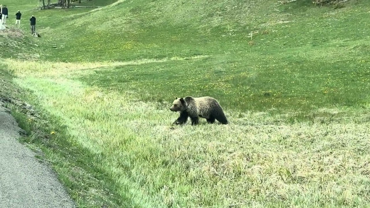 How Old Is This Grizzly Bear? Yellowstone May 16th