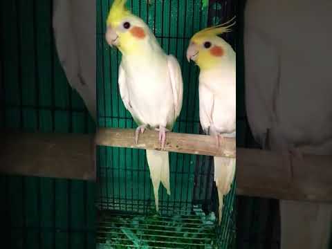 Yellow Yellow dirty fellow 💛#beautiful #colours #cocktail #birds #birdslover #lovely #song #amazing