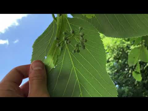 What is an Arboretum?