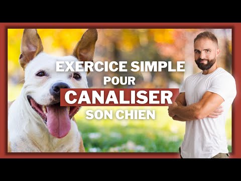 Exercice simple pour canaliser son chien