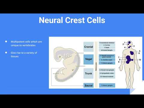 Neural Crest Cell Migration
