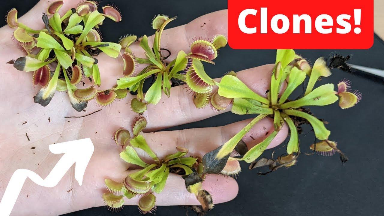 How to Divide a Venus Flytrap - Rhizome Division Propagation 🌱