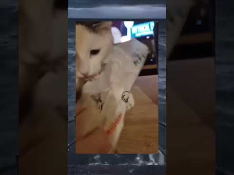 It’s my food human #catsdaily #catmemes #viralvideo #cat #cute #memes #funny #funnycat #pets