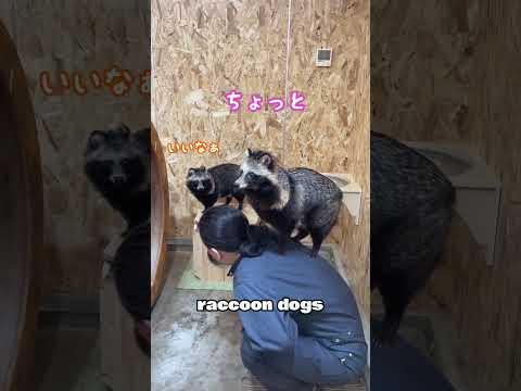 Raccoon Dogs: Not Your Average Canid!