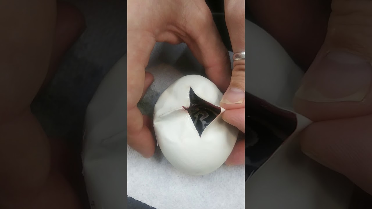 Ball python egg cutting! Desert ghost hets.