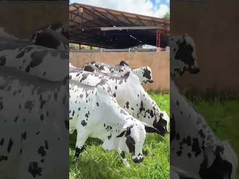 ⭕ Massive Bull NELORE PINTADO ✅ Biggest Bulls And Cow