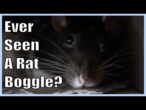 Rat Eye-Boggling ! Bruxing And Chuffing - The Rats Purr