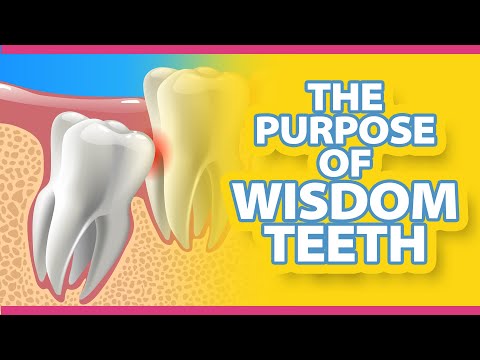 The Purpose of Wisdom Teeth