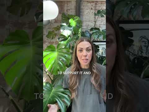 Monstera Aerial Root Hack