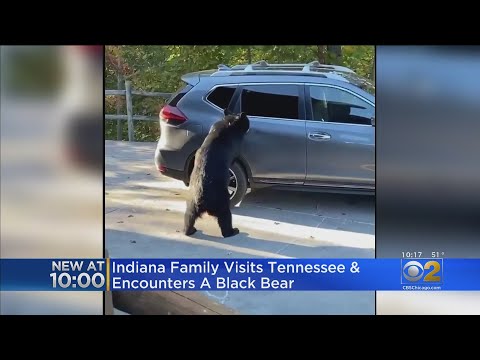 Indiana Family Visits Tennessee, Has Very Close Encounter With Bear