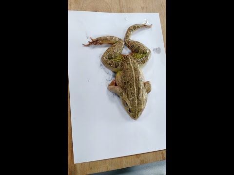 Frog dissection complete