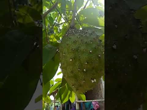 buah nangka Belandaš¤¤#shorts